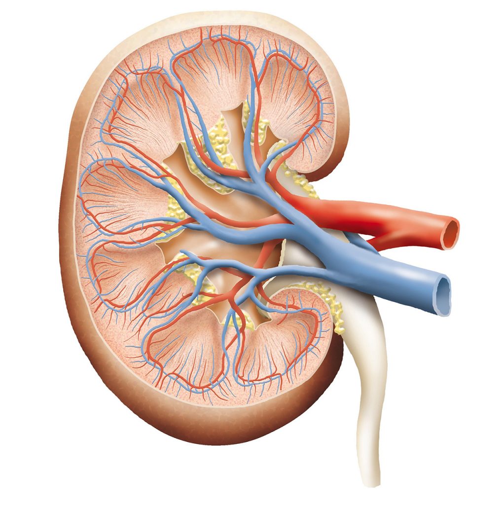 Para cuidar tus riñones, primero debes conocerlos - Enfermedad Renal