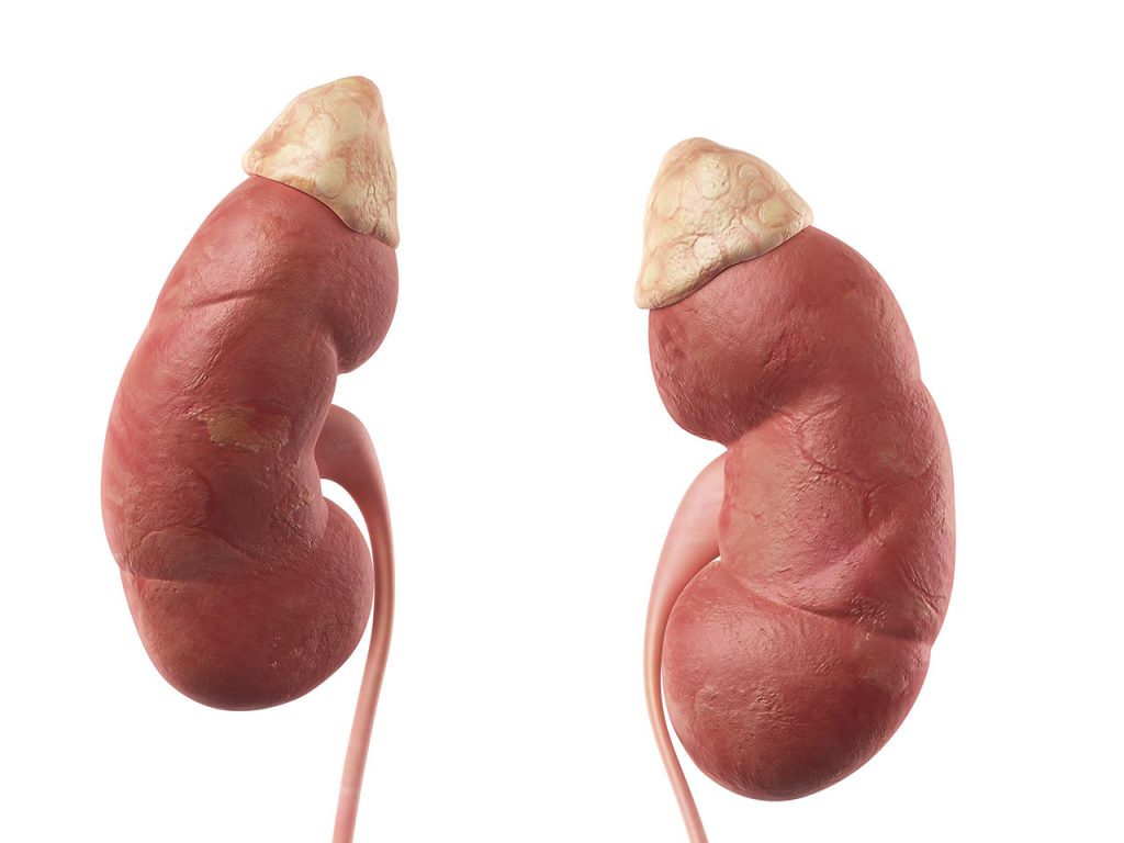 Para cuidar tus riñones, primero debes conocerlos - Enfermedad Renal